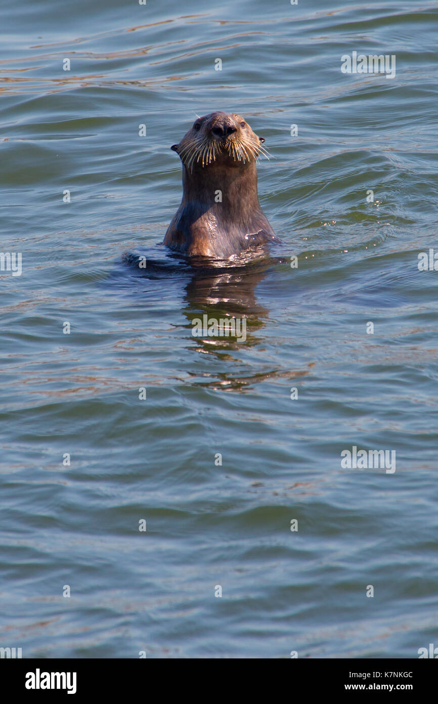 Curious Sea Otter Stock Photo - Alamy