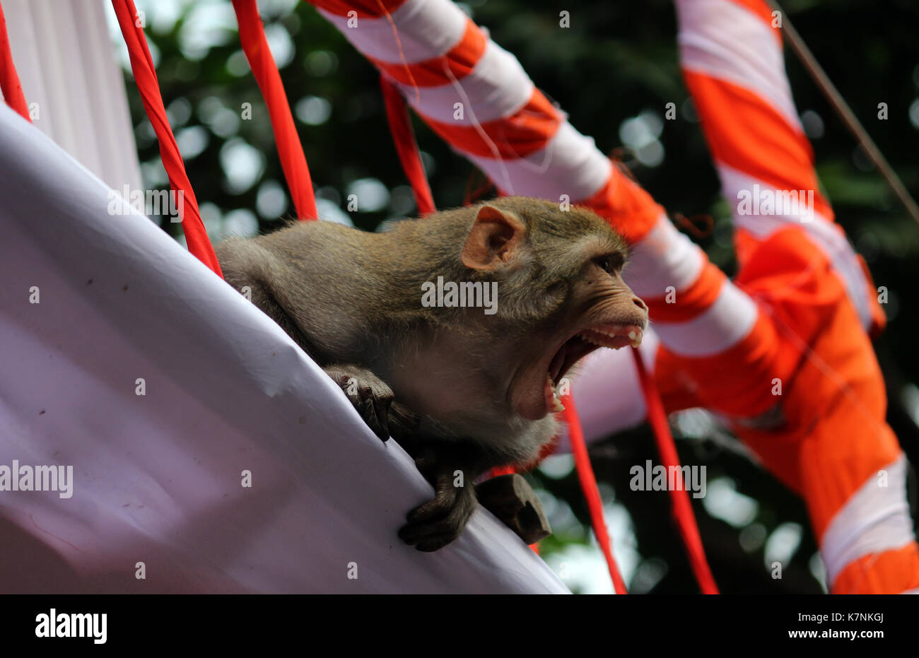 man and animal of sakhari bazar and other places old dhaka on the day ...