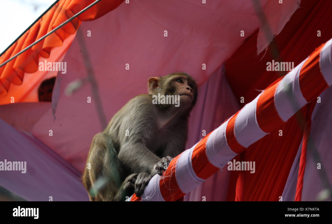 man and animal of sakhari bazar and other places old dhaka on the day ...