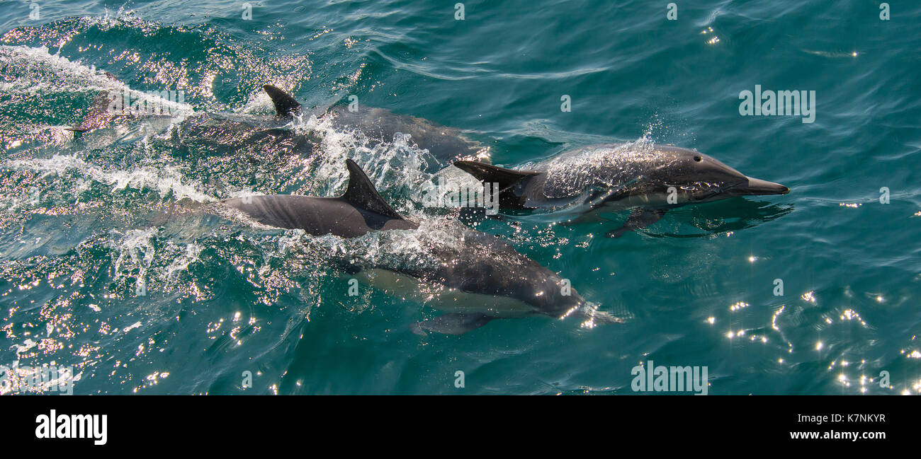 Three Common Dolphins Stock Photo - Alamy