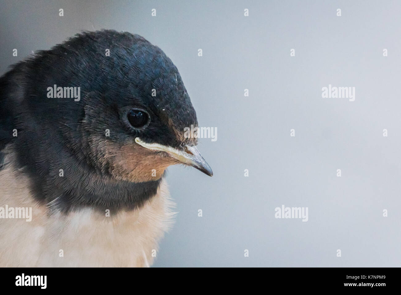 Juvenile barn swallow close up hi-res stock photography and images - Alamy