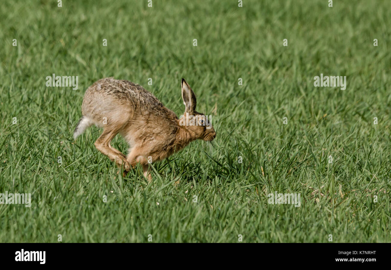 Hare running hi-res stock photography and images - Alamy