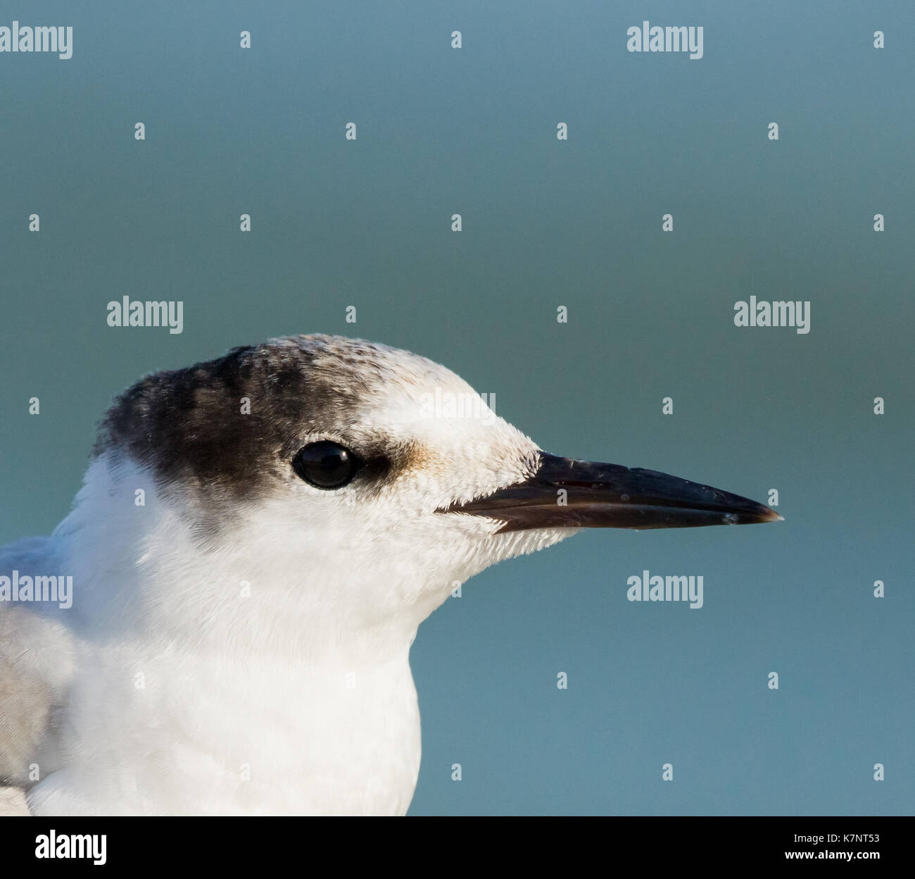 Head tern hi-res stock photography and images - Alamy