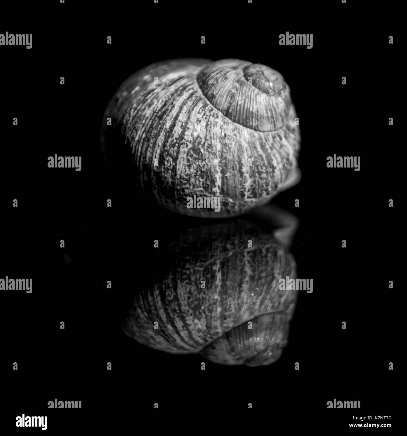 Snail uk Black and White Stock Photos & Images - Alamy