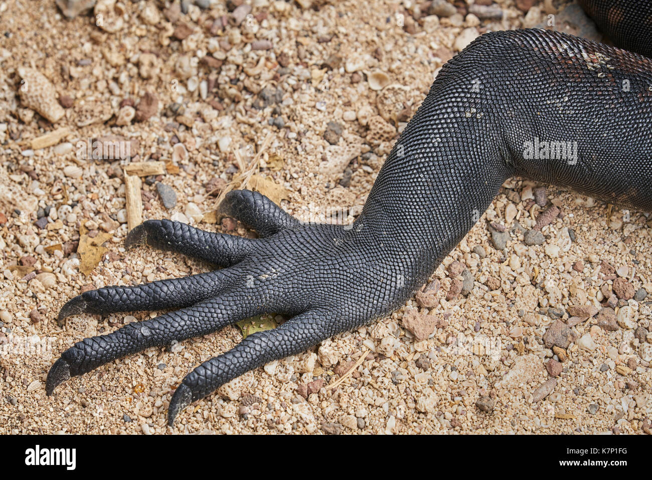 Marine Iguana foot in the Galapagos Islands of Ecuador Stock Photo - Alamy