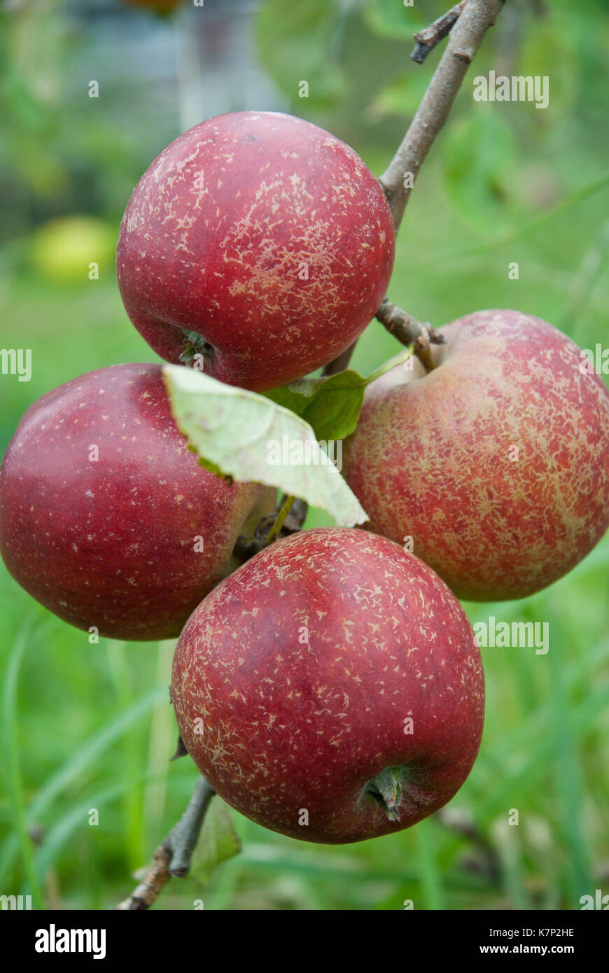 Four red eating apples growing on a bough with natural green background ...
