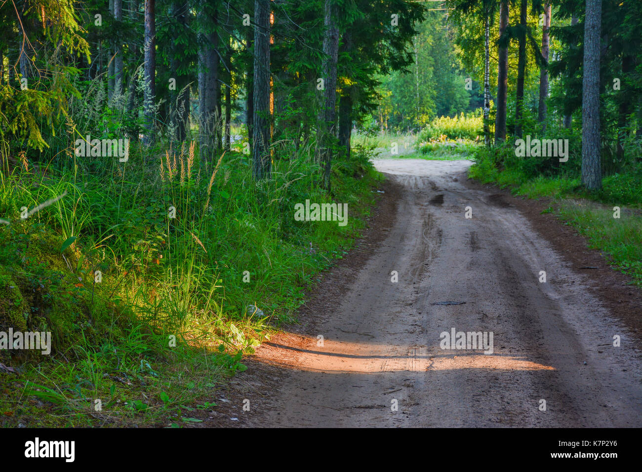 Summer sun in the coniferous forest Stock Photo - Alamy