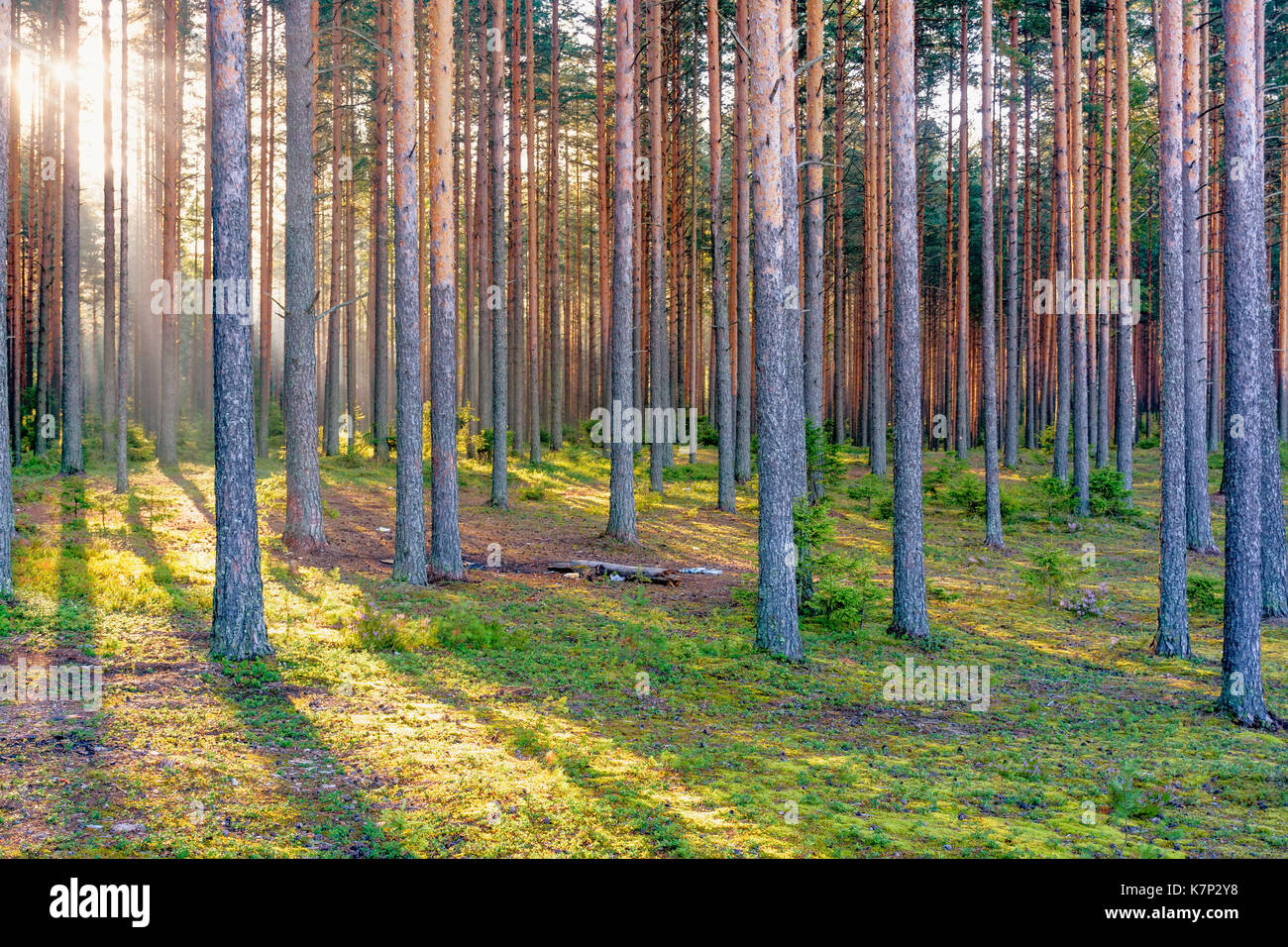 Summer sun in the coniferous forest Stock Photo - Alamy