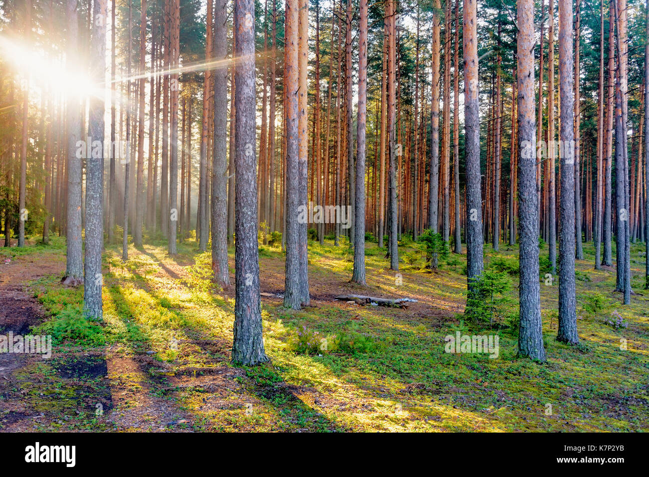Summer sun in the coniferous forest Stock Photo - Alamy