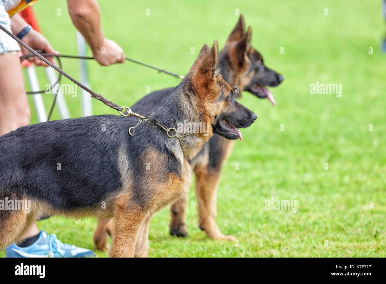 Training of German shepherd dogs Stock Photo - Alamy