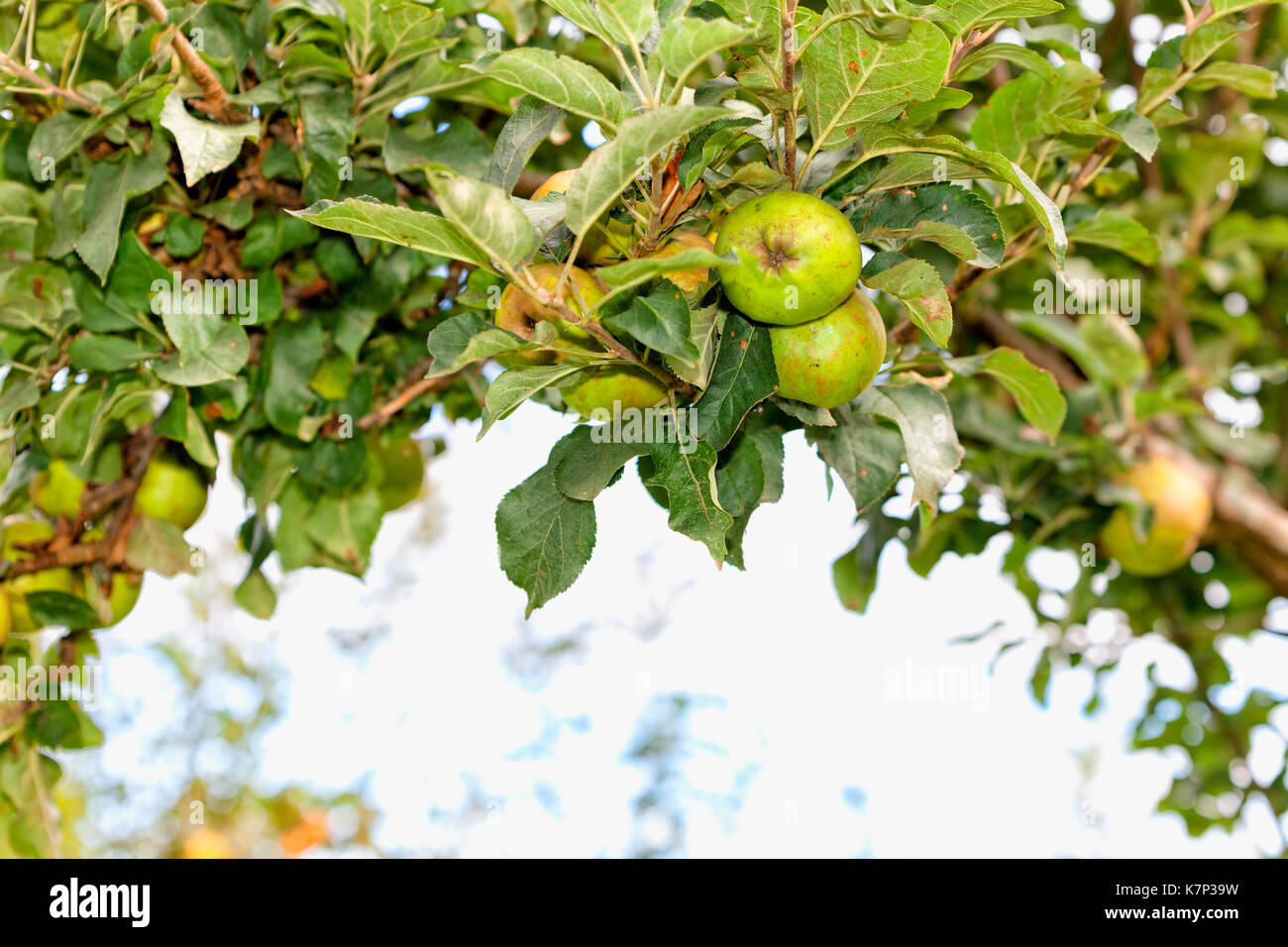 Apple tree loaded with apples Stock Photo - Alamy