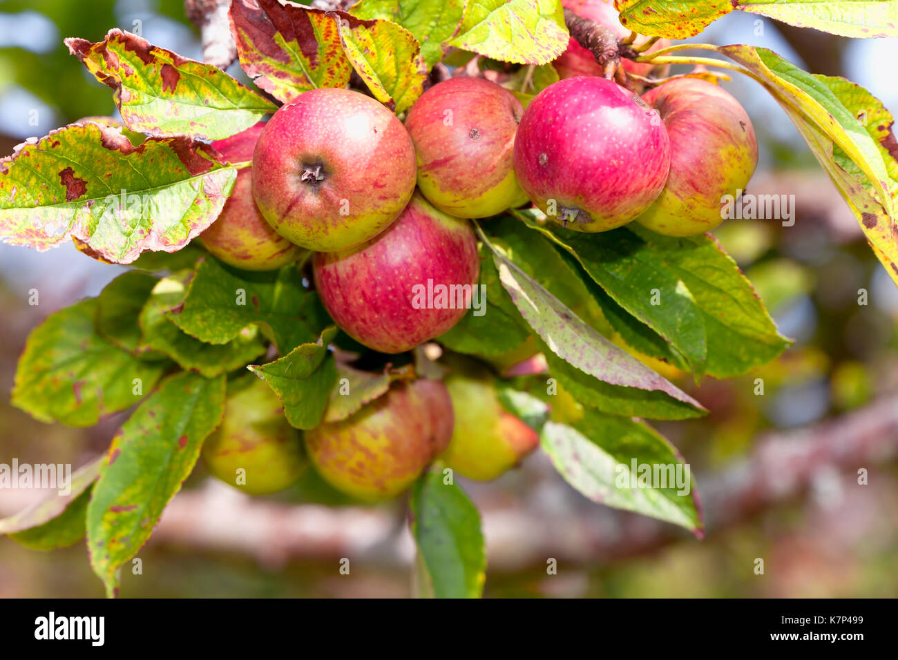 Apple tree loaded with red apples Stock Photo - Alamy