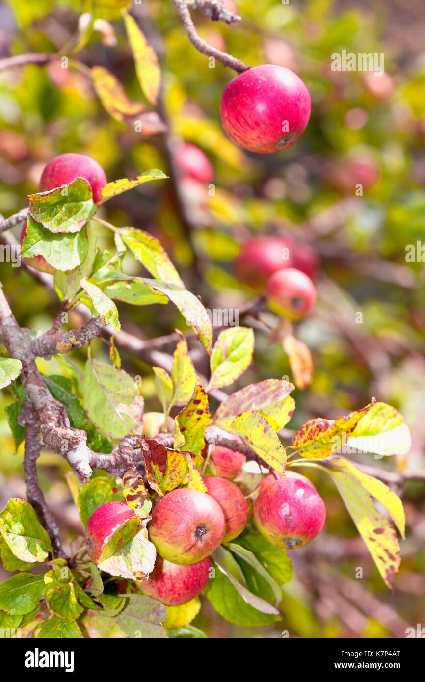 Apple tree loaded with red apples Stock Photo - Alamy