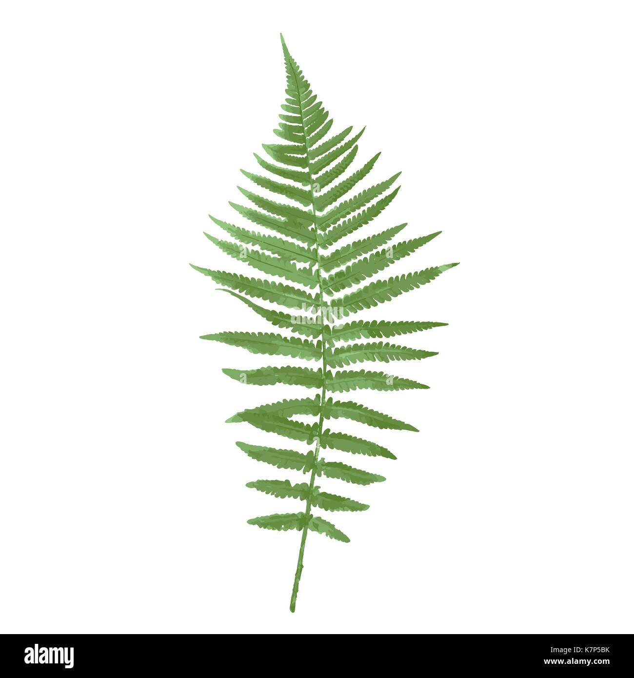 Tree ferns of Stock Vector Images - Alamy