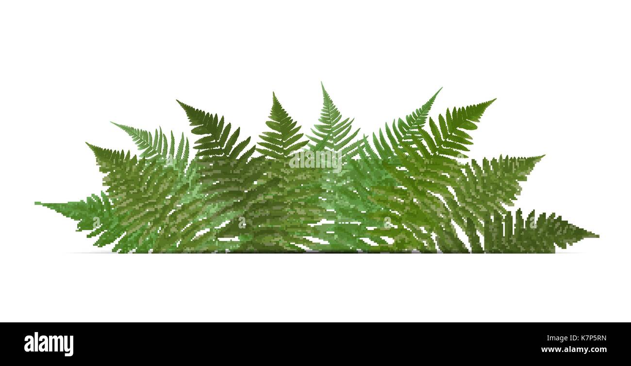 Fern Leaf Vector Background with White Frame Illustration Stock Vector ...