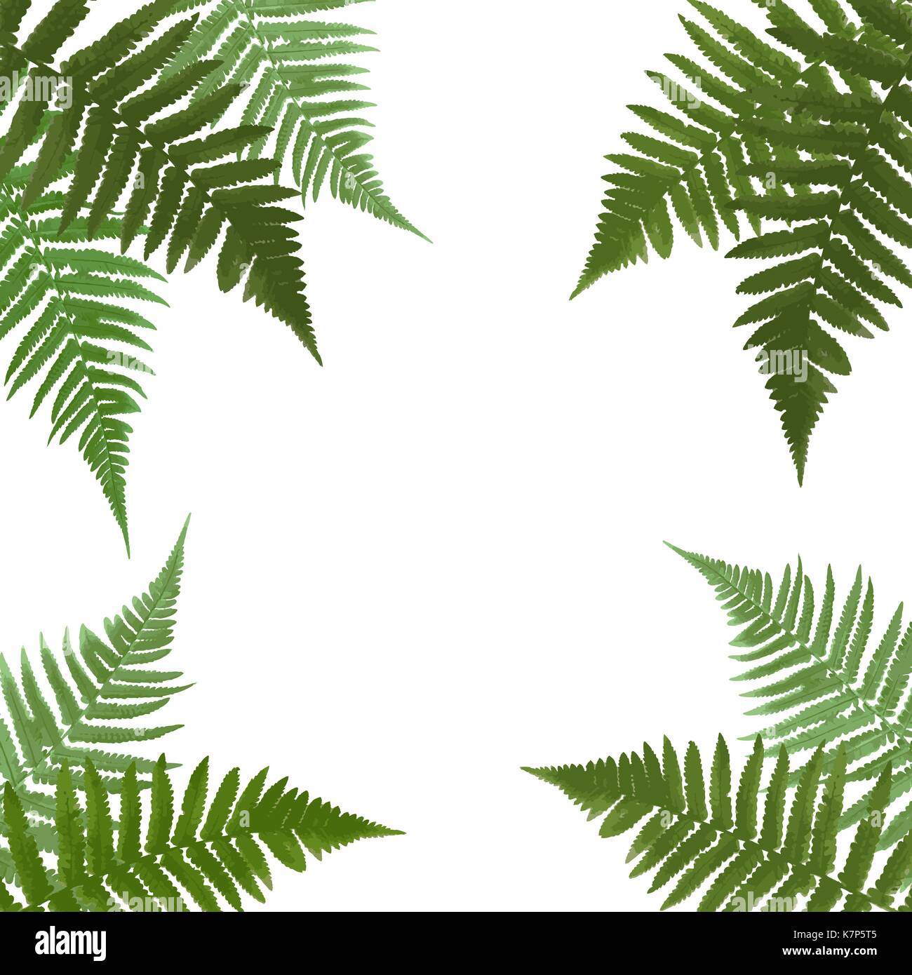 Fern Leaf Vector Background with White Frame Illustration Stock Vector ...