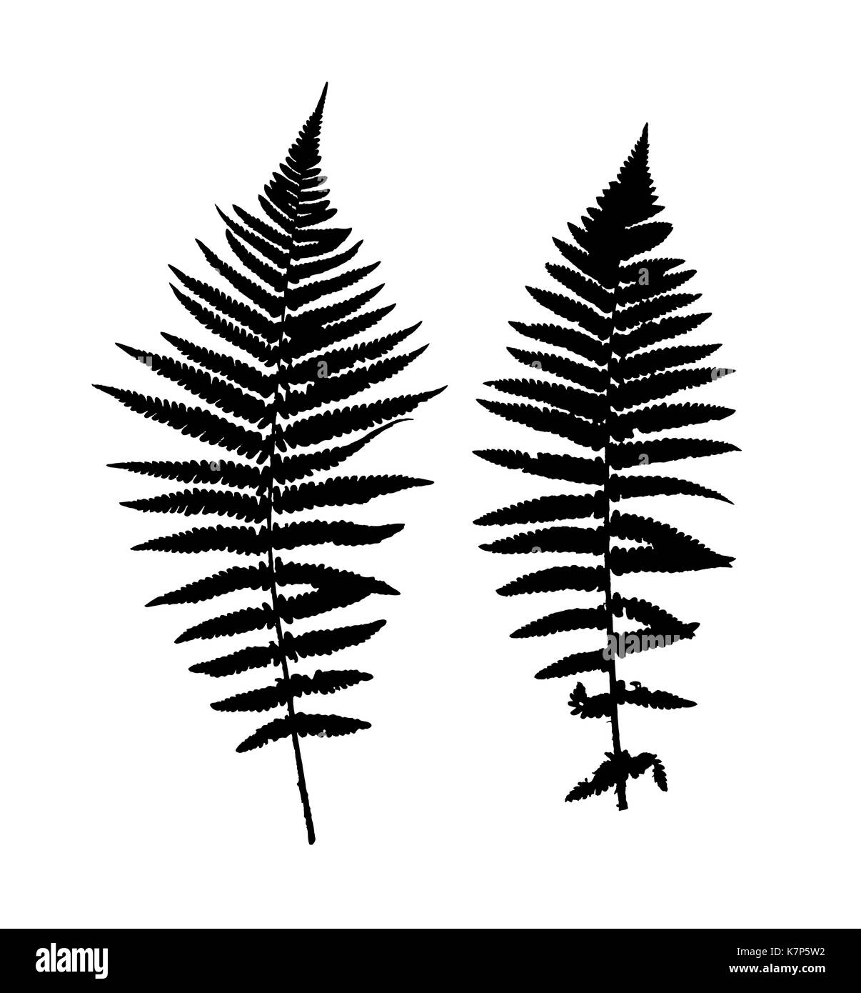 Fern Leaf Vector Background Illustration Stock Vector Image & Art - Alamy