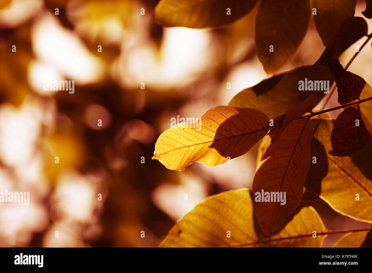 Walnut trees hi-res stock photography and images - Alamy