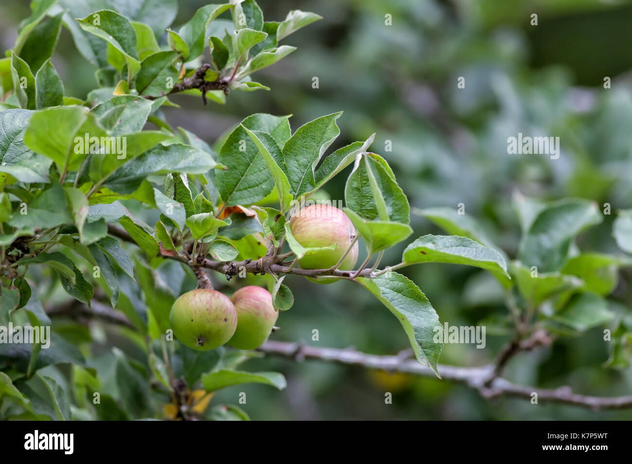 Species of apples hi-res stock photography and images - Alamy
