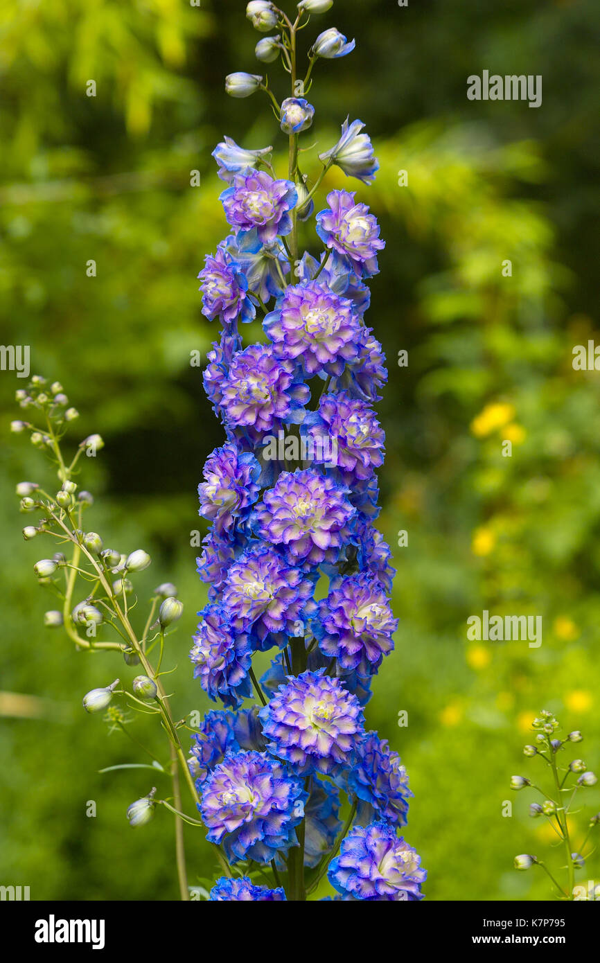 Delphinium highlander bolero hi-res stock photography and images - Alamy