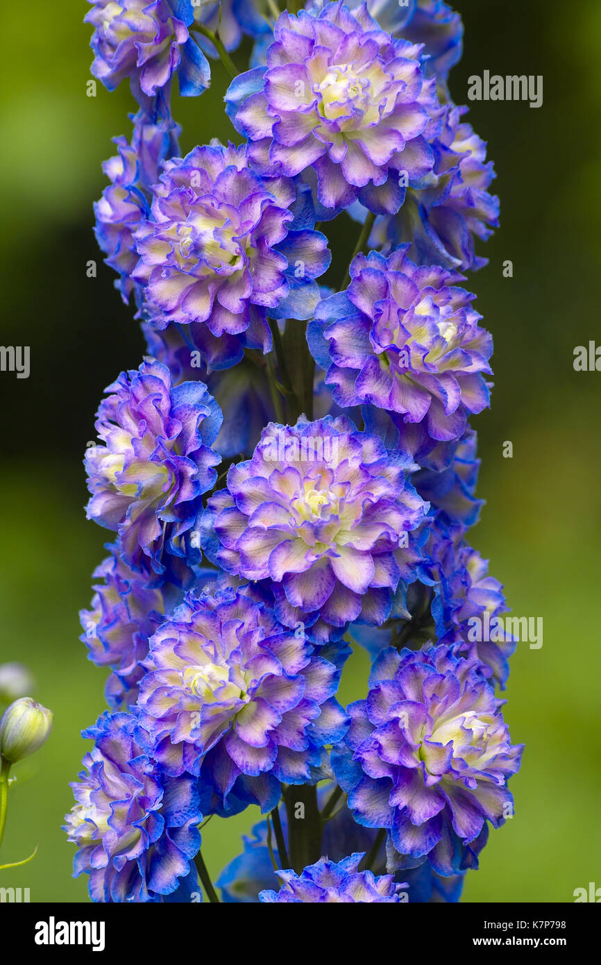 Blooming Larkspur Highlander ‘Bolero’ (Delphinium Hybrid). Inflorescence with double purple-blue ...