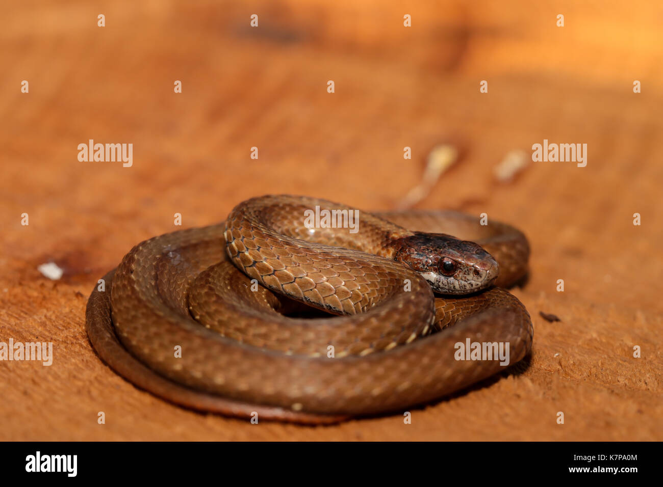 Redbelly snake - Storeria occipitomaculata Stock Photo - Alamy