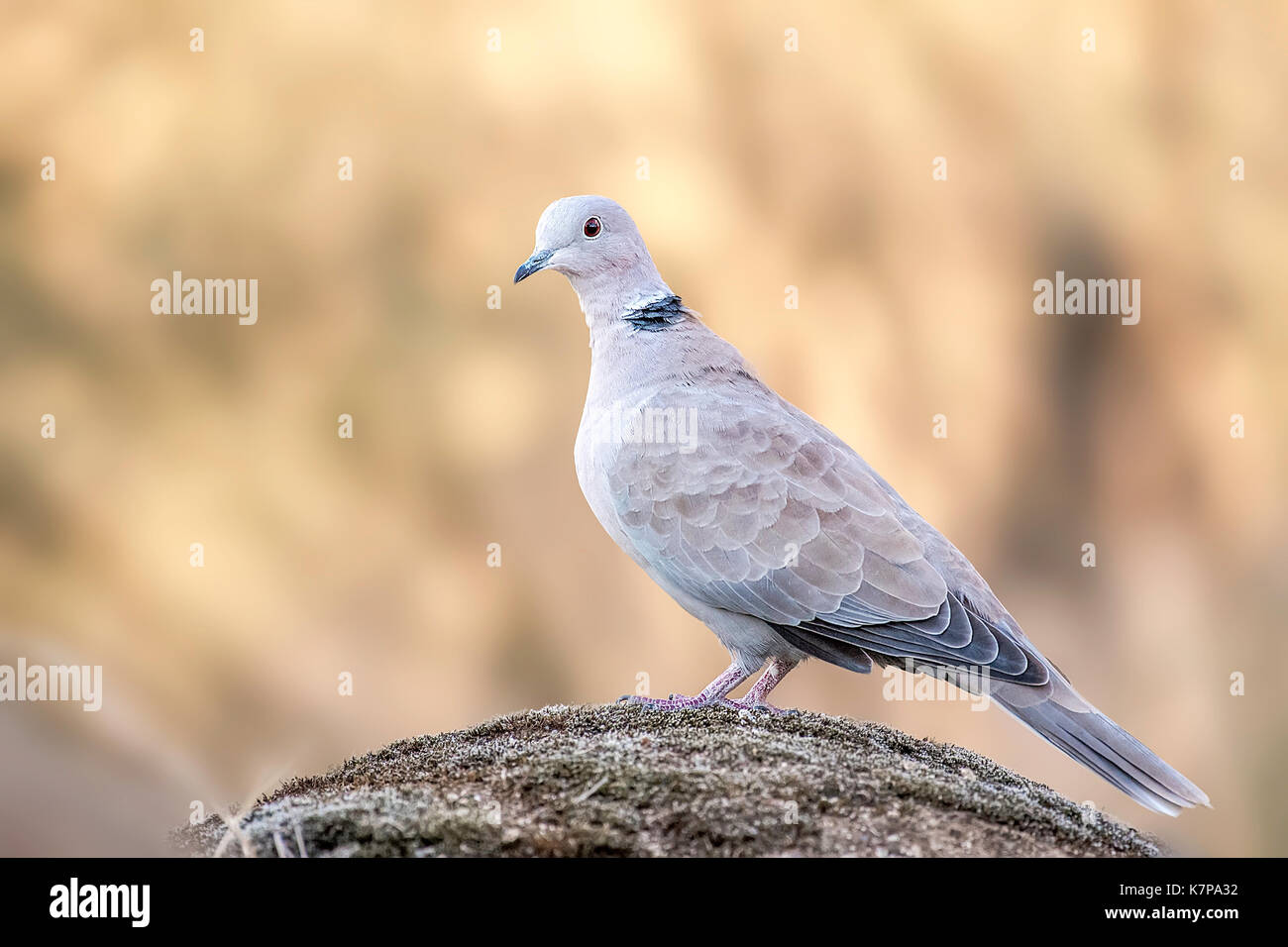 Streptopelia decaocto collar dove hi-res stock photography and images ...