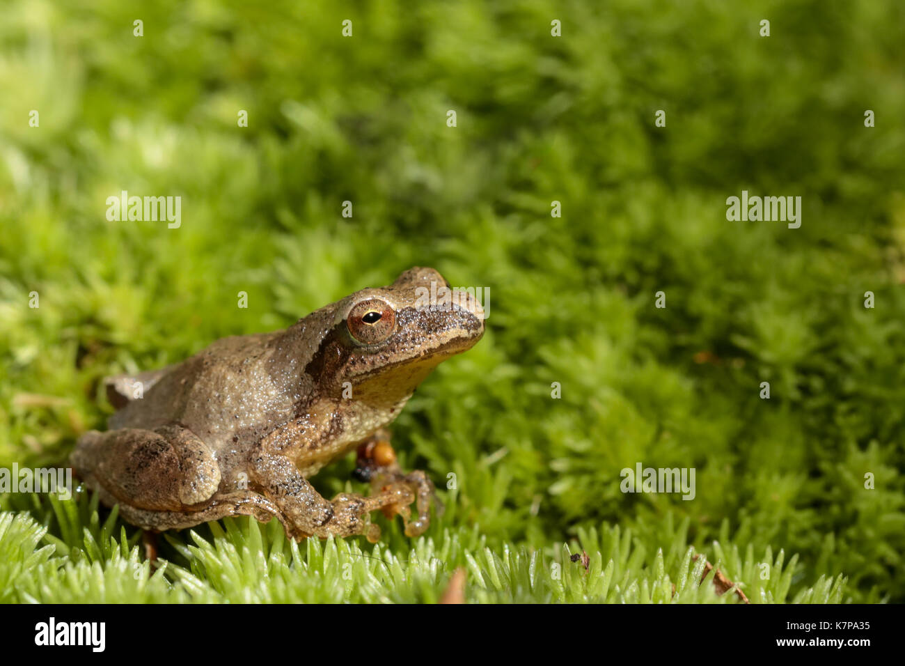 Northern spring peeper - Pseudacris crucifer Stock Photo - Alamy
