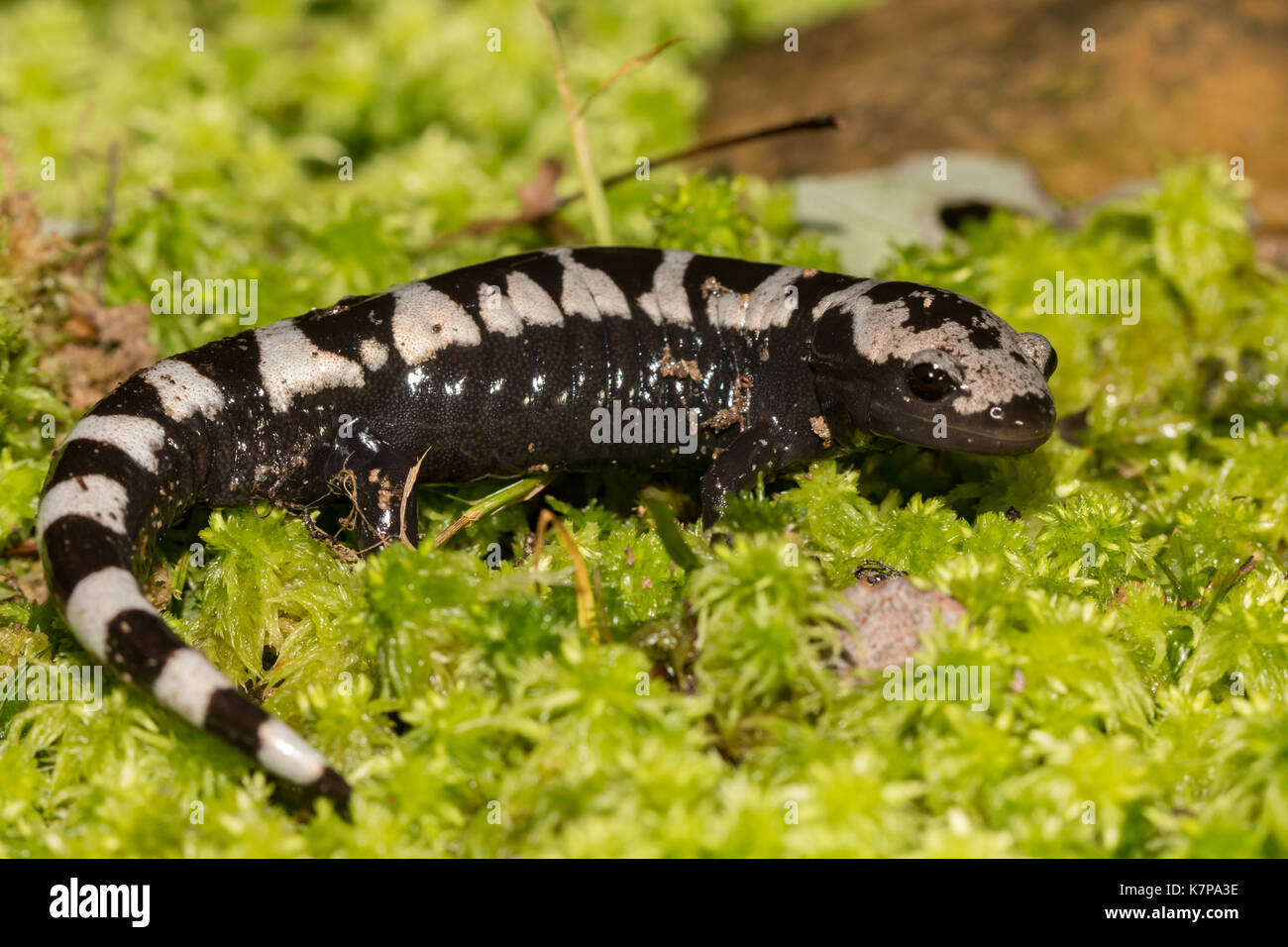 Male marbled salamander - Ambystoma opacum Stock Photo - Alamy