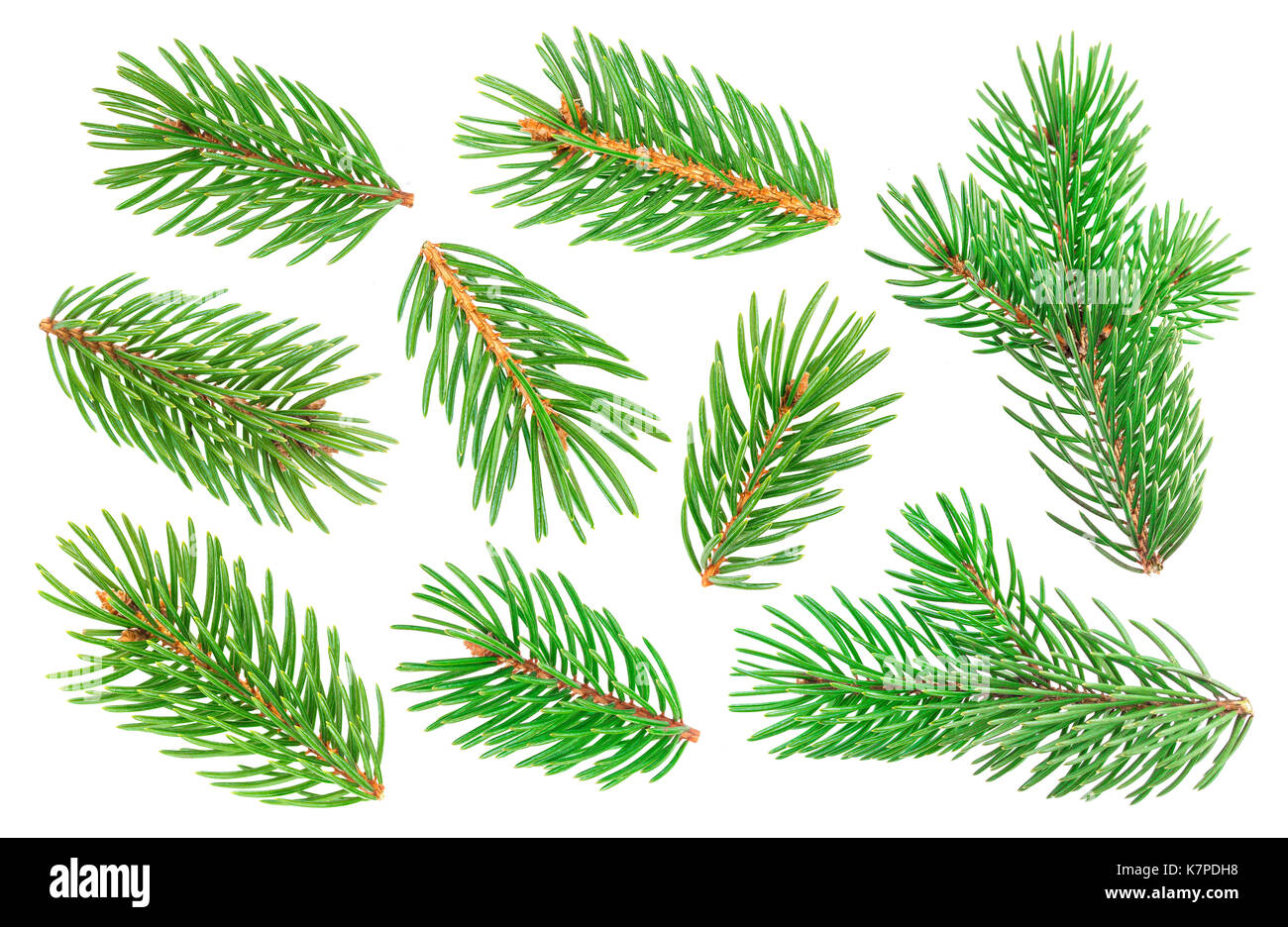 Fir tree branch isolated on white background Stock Photo - Alamy