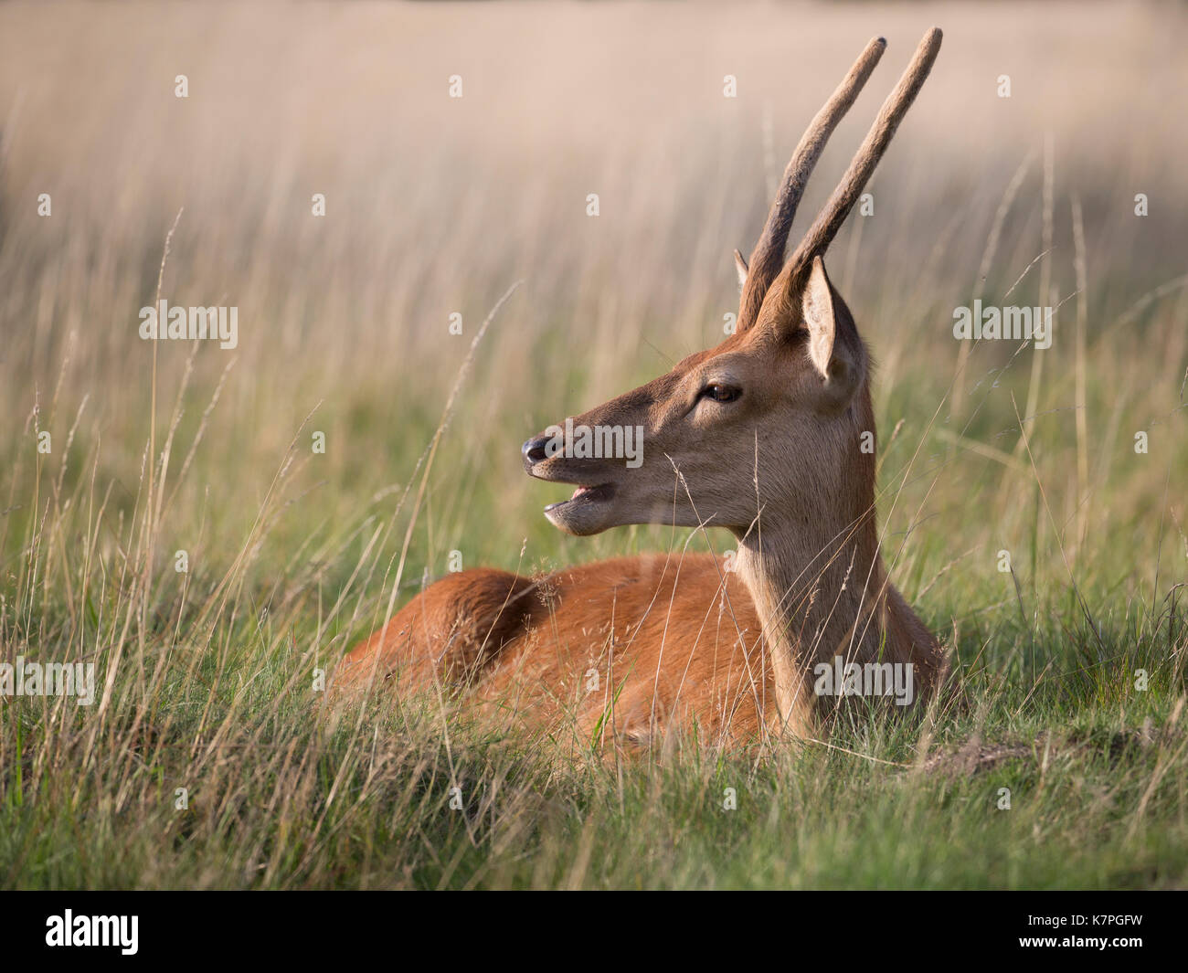 Stag sitting in grass hi-res stock photography and images - Alamy