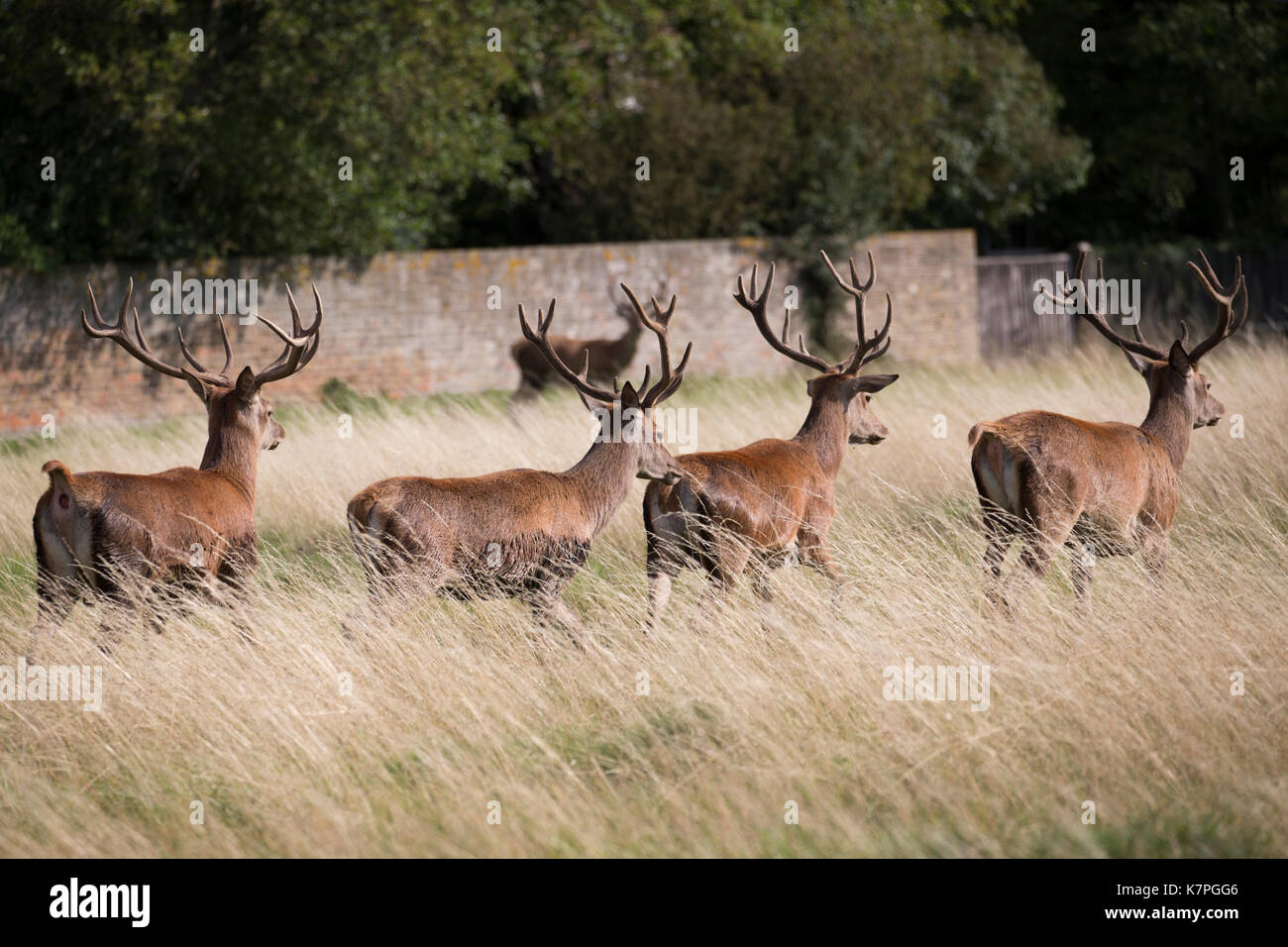 Deer walking through grass hi-res stock photography and images - Alamy