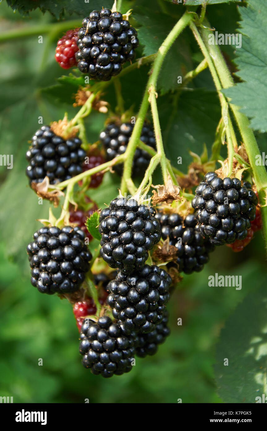 Dark blackberries hi-res stock photography and images - Alamy