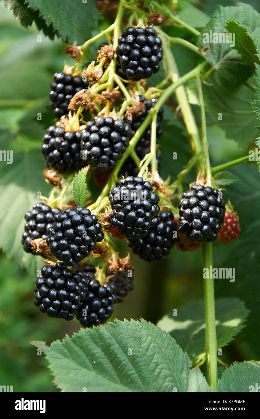 Big ripe Blackberries on the bush growing Stock Photo - Alamy