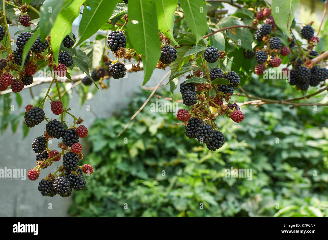Big ripe Blackberries on the bush growing Stock Photo - Alamy
