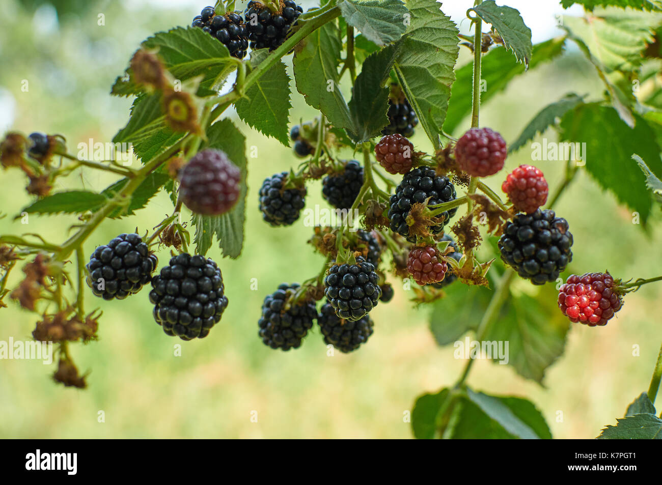 Big ripe Blackberries on the bush growing Stock Photo - Alamy