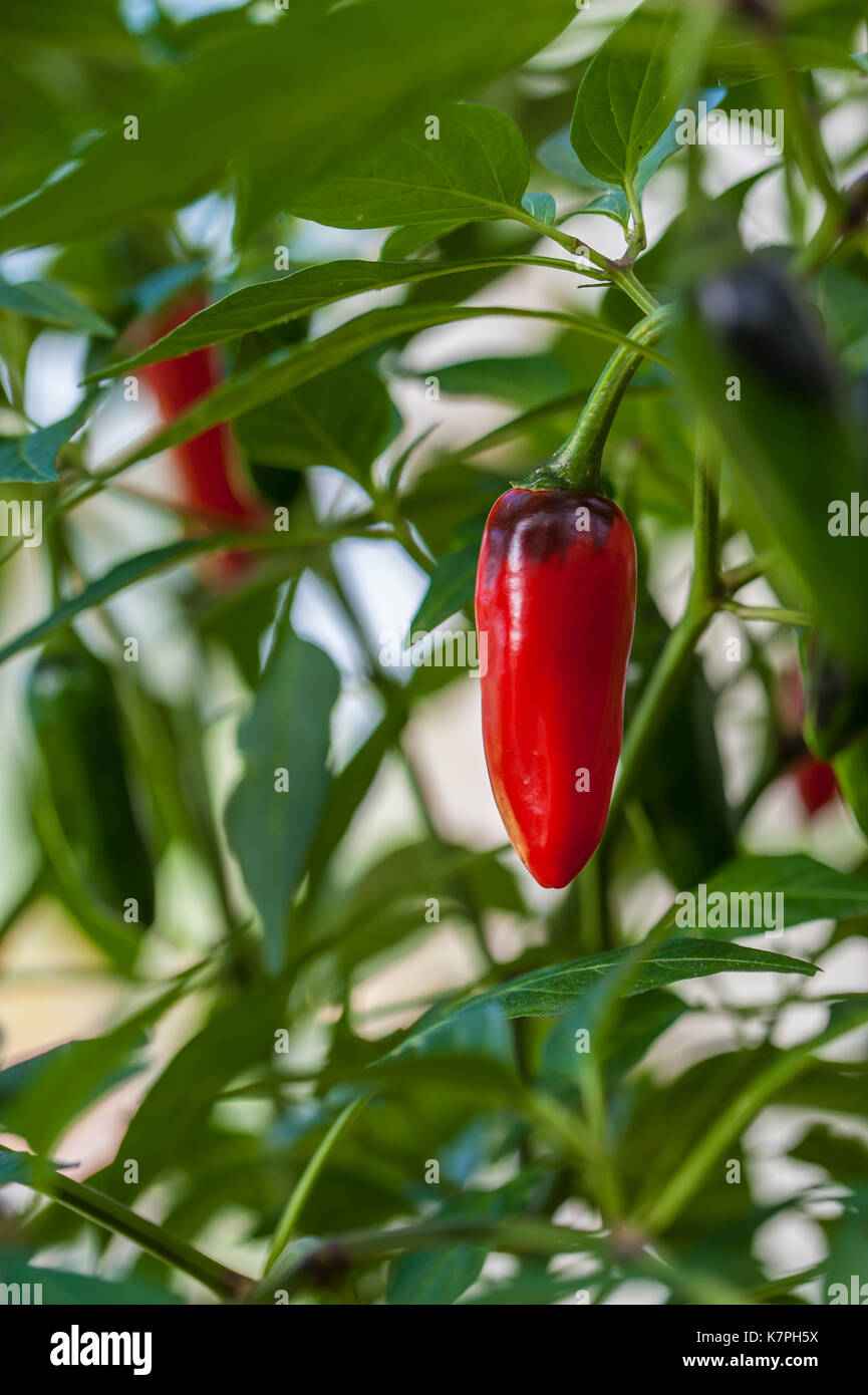 red chilly peppers Stock Photo - Alamy