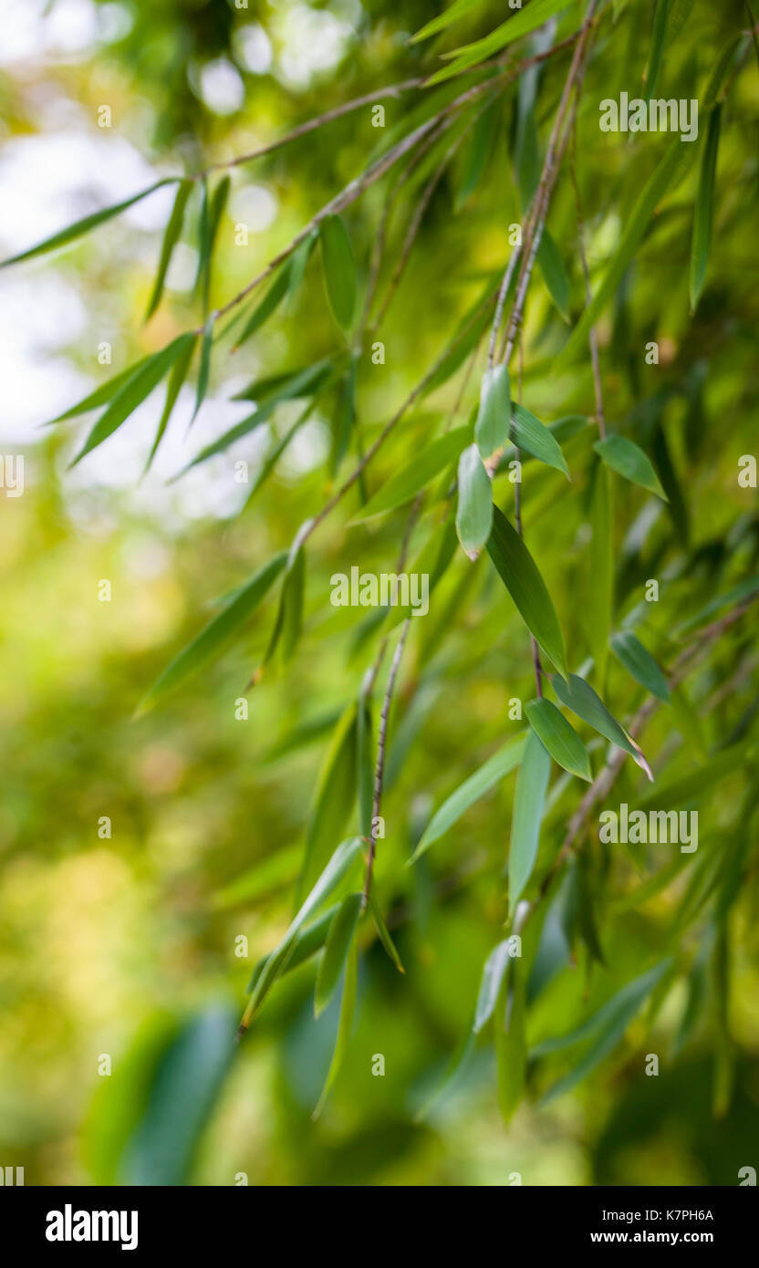 Bamboo branches hi-res stock photography and images - Alamy