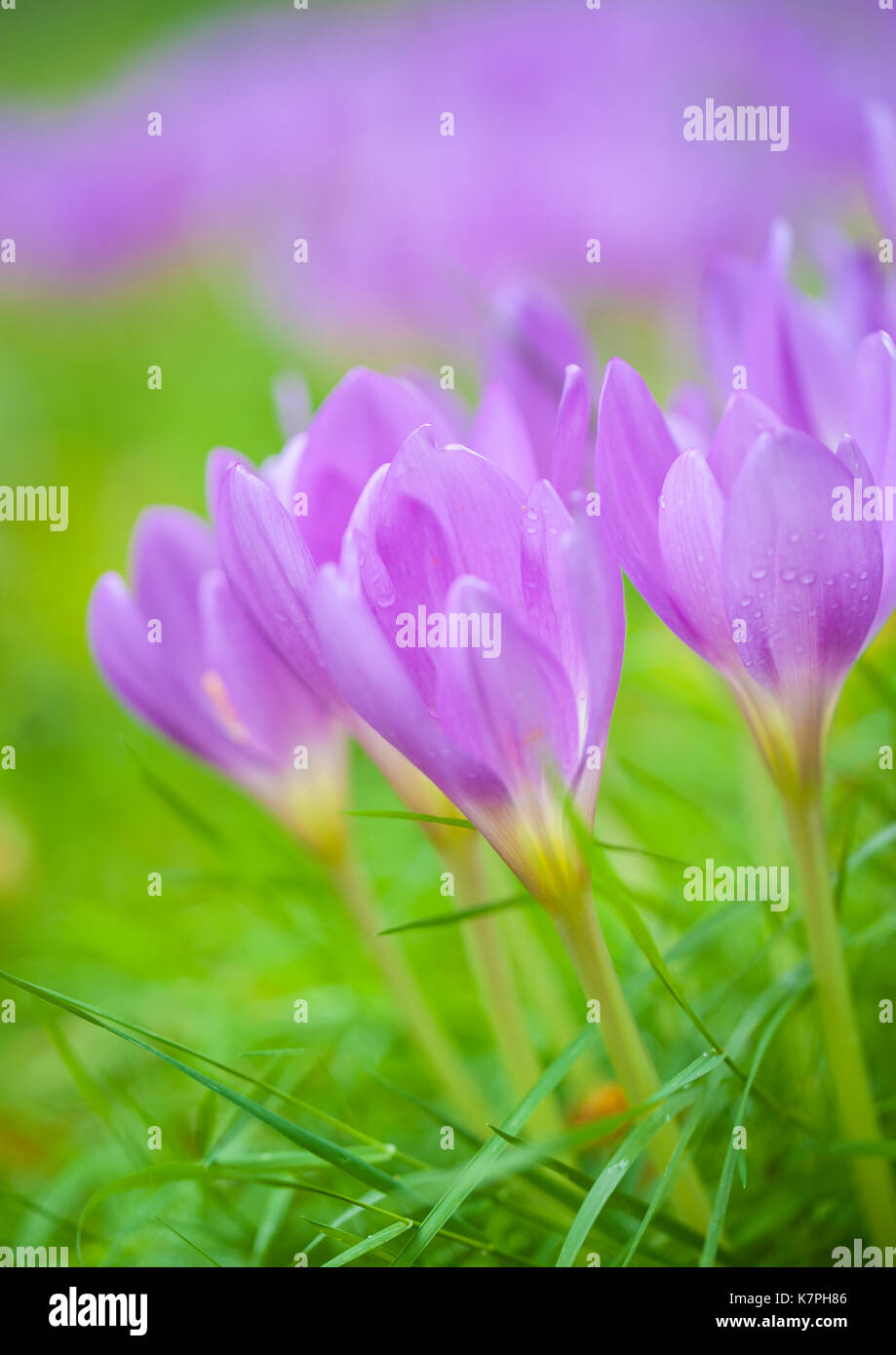 Purple flowers of fall crocus Stock Photo - Alamy