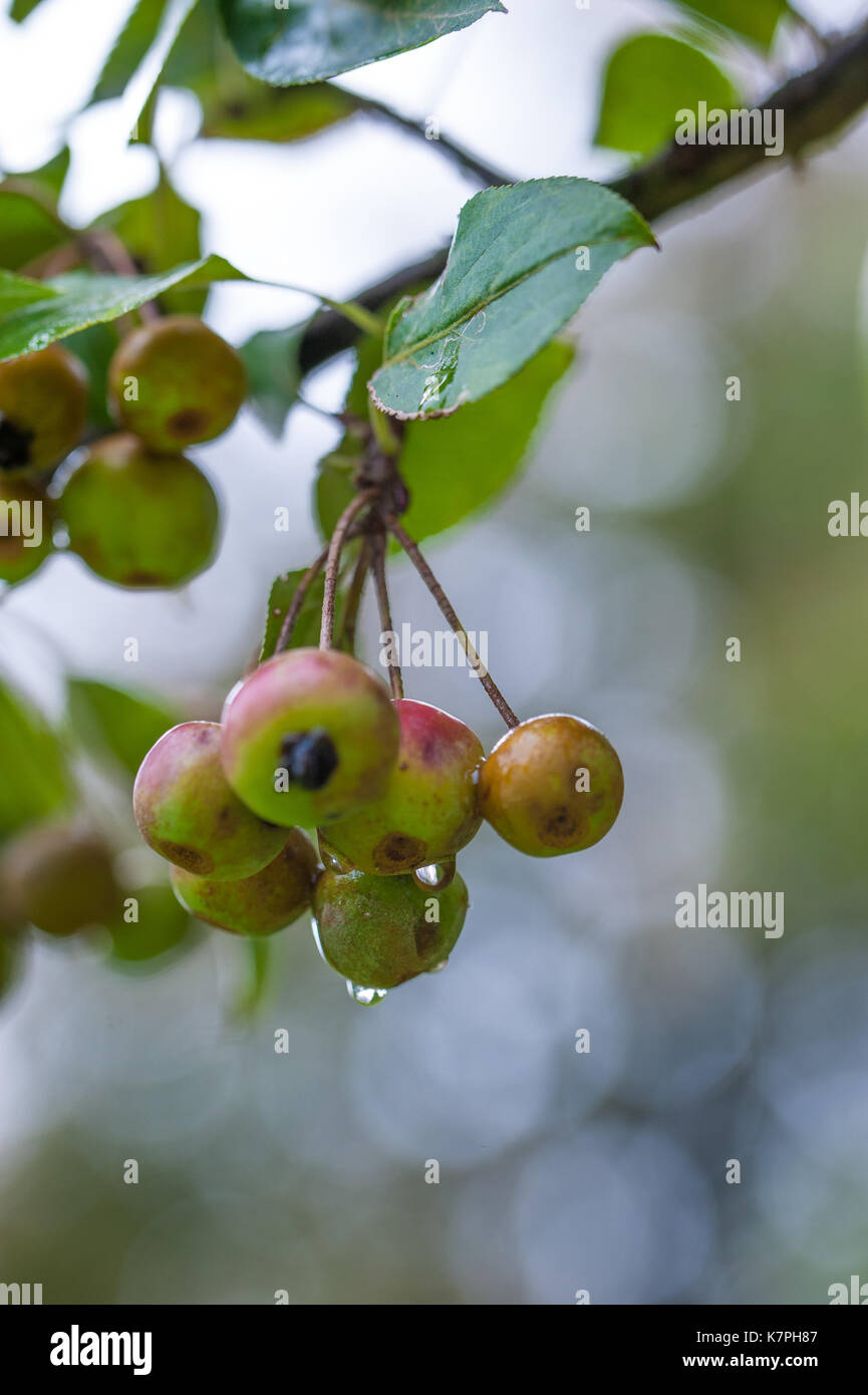 A cluster of wet wild apples Stock Photo - Alamy
