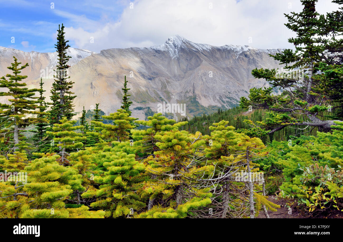 High mountains and alpine forest of the Canadian Rockies along the ...
