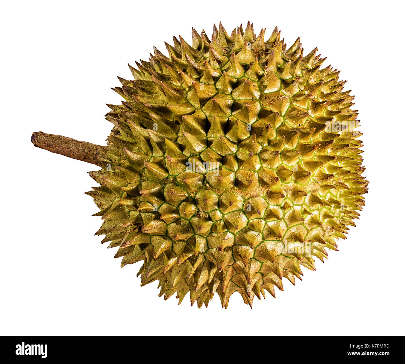 Yellow durian Cut Out Stock Images & Pictures - Alamy