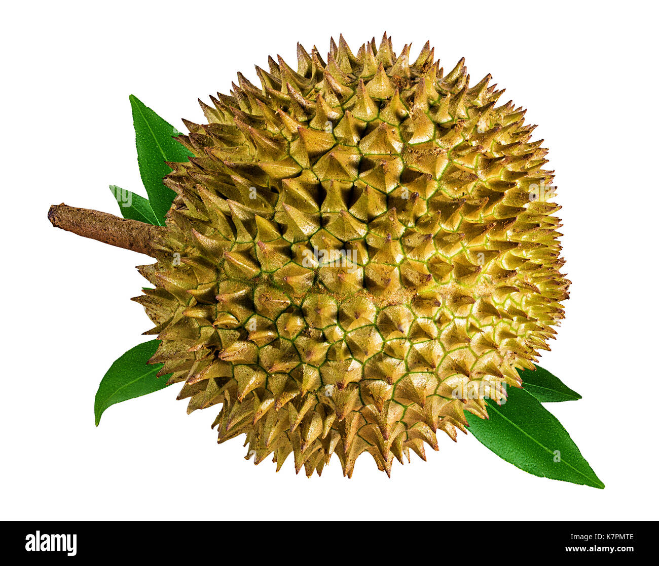 Durian Fruit Stock Photos & Durian Fruit Stock Images - Alamy