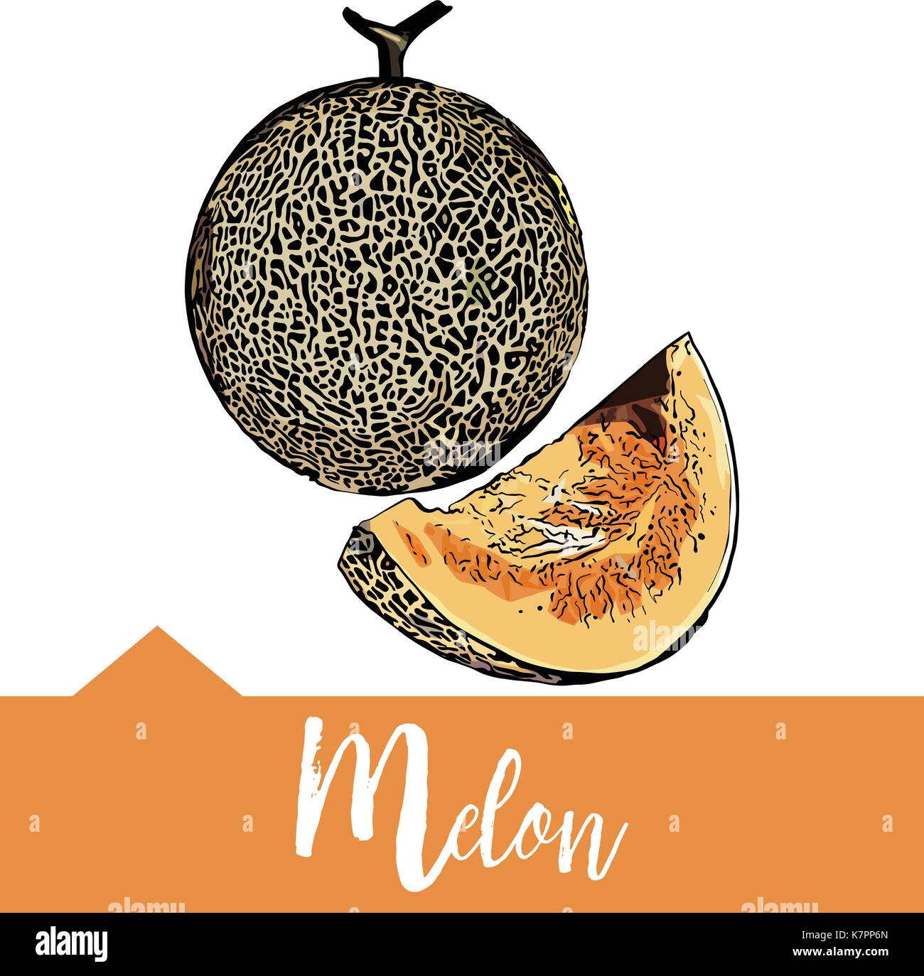 Vector illustration of a melon Stock Vector Image & Art - Alamy