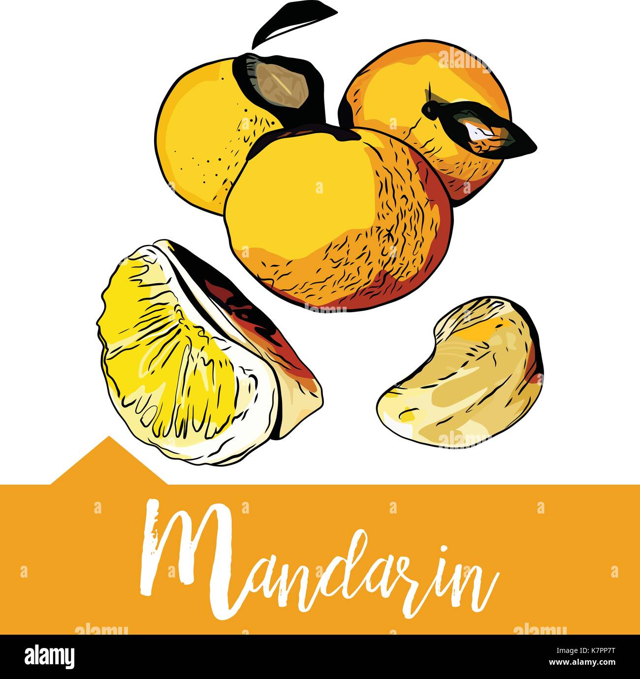 Vector illustration of mandarin in hand drawn Stock Vector Image & Art ...