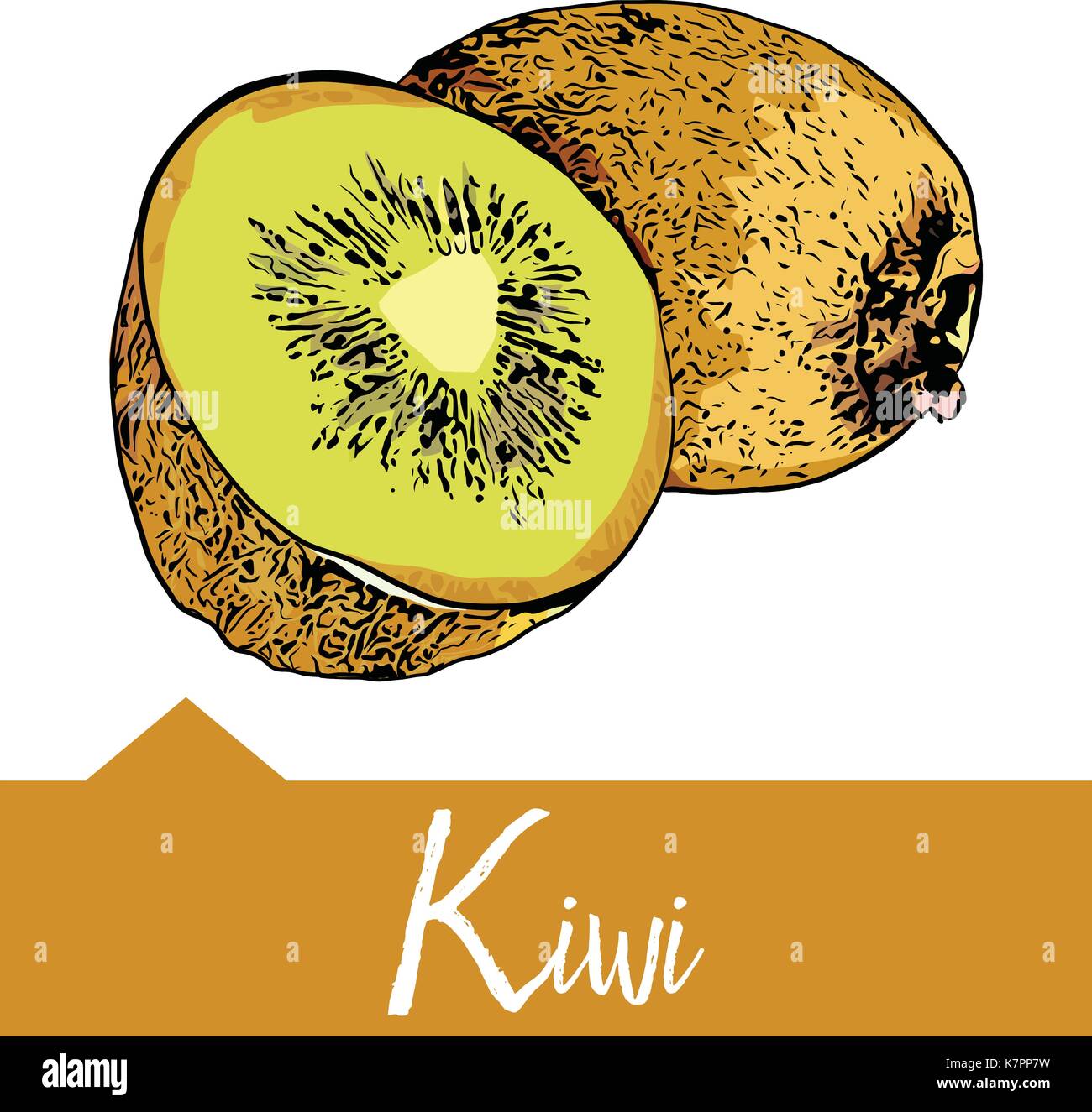 Vector illustration, kiwi in hand drawn graphics Stock Vector Image ...