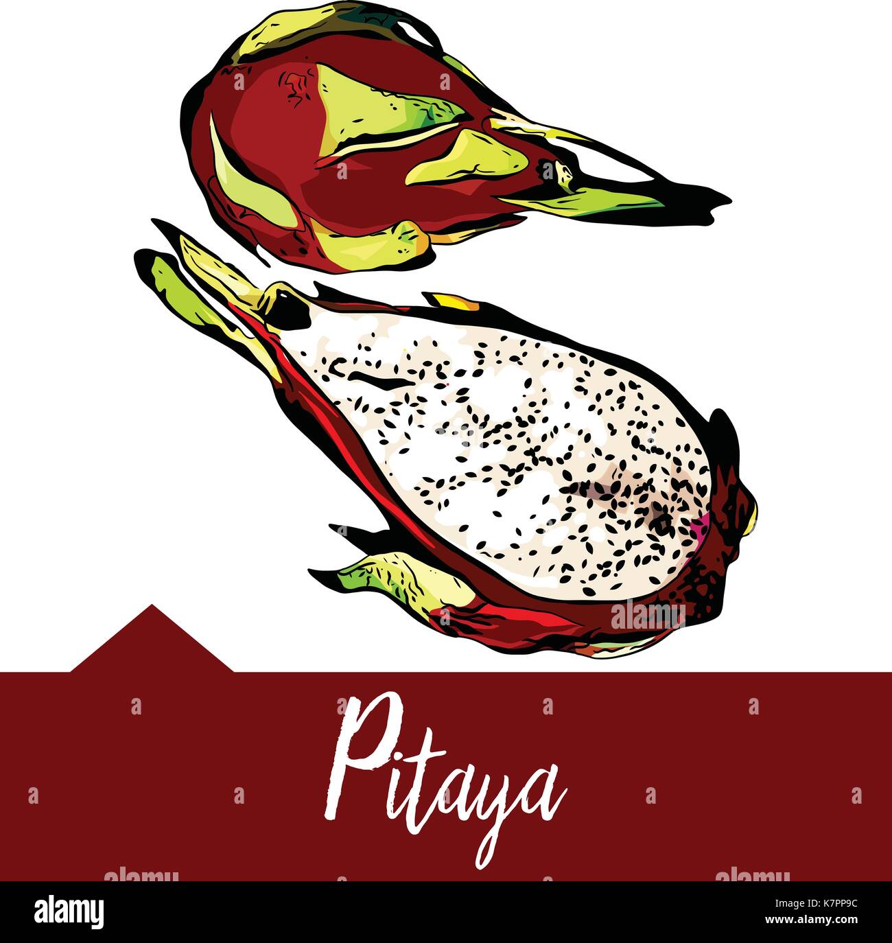 Vector illustration, pitaya in hand-drawn graphics Stock Vector Image ...