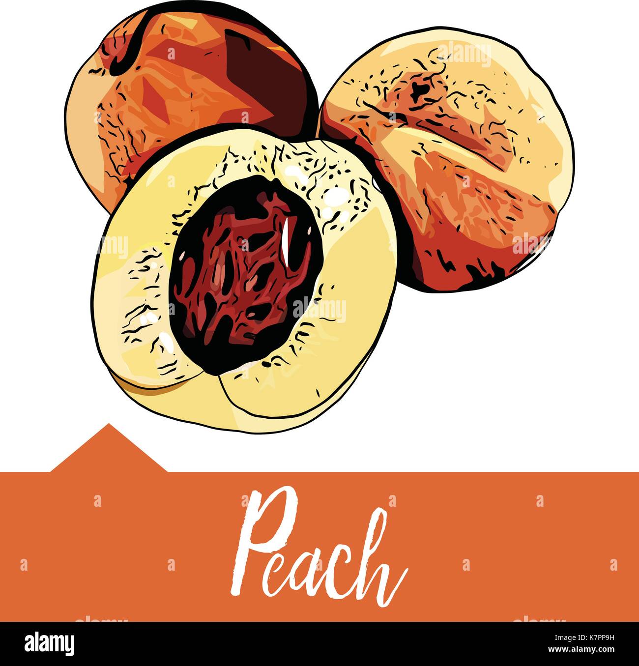 Vector illustration, a peach in hand drawn graphics Stock Vector Image ...