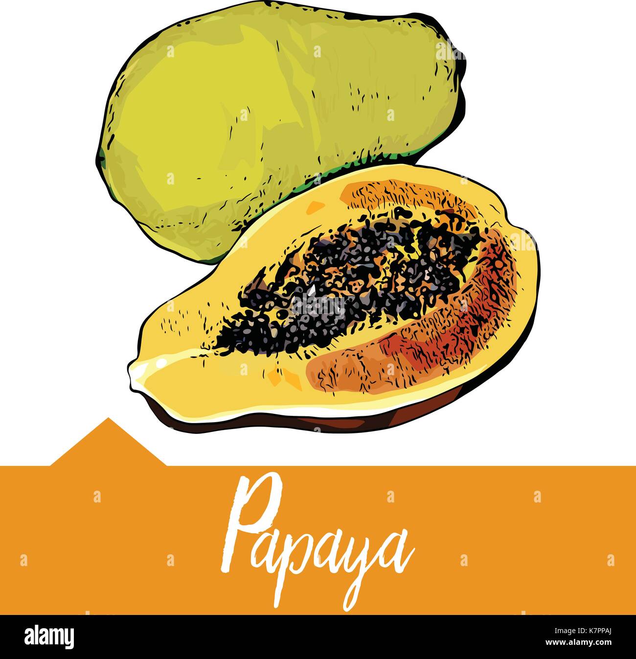 Vector illustration of papaya Stock Vector Image & Art - Alamy