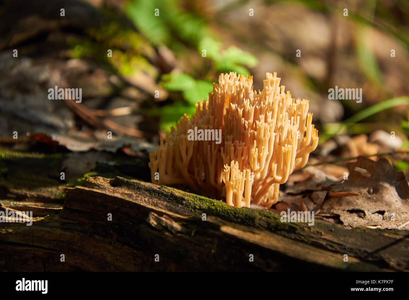 Strange fungi wood hi-res stock photography and images - Alamy